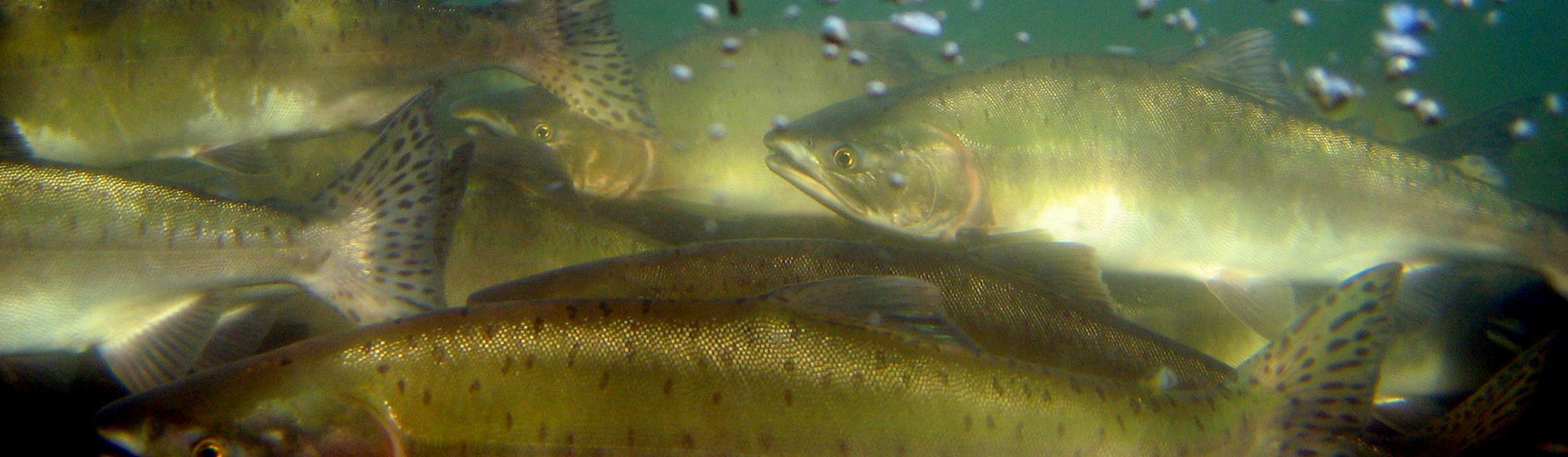 Alagnak Wild River (U.S. National Park Service)