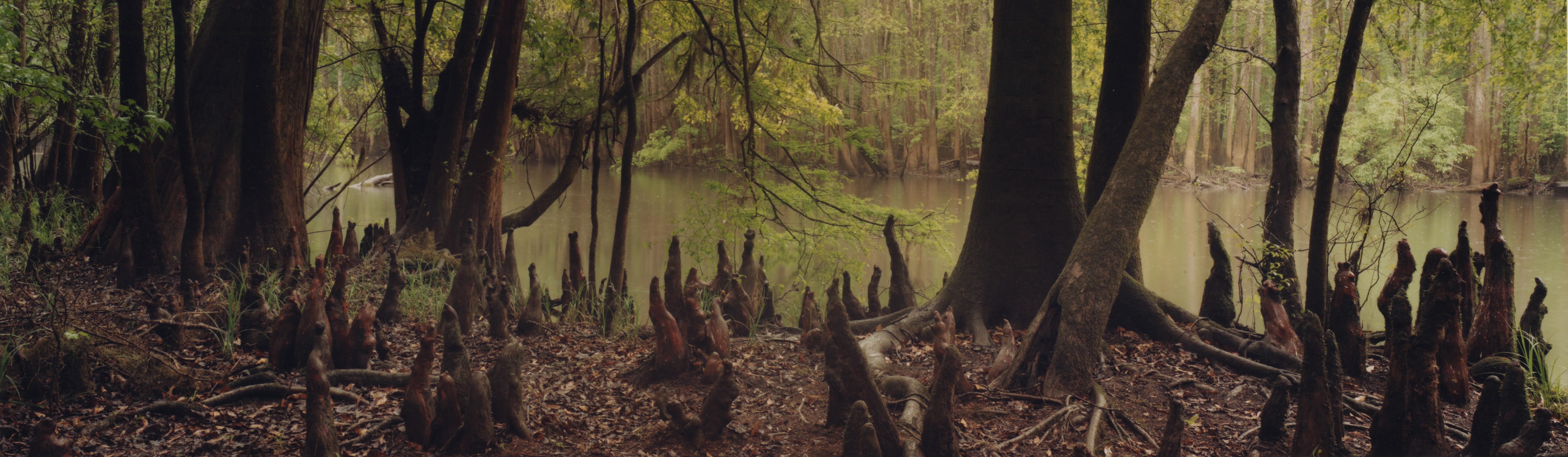 Congaree National Park (U.S. National Park Service)