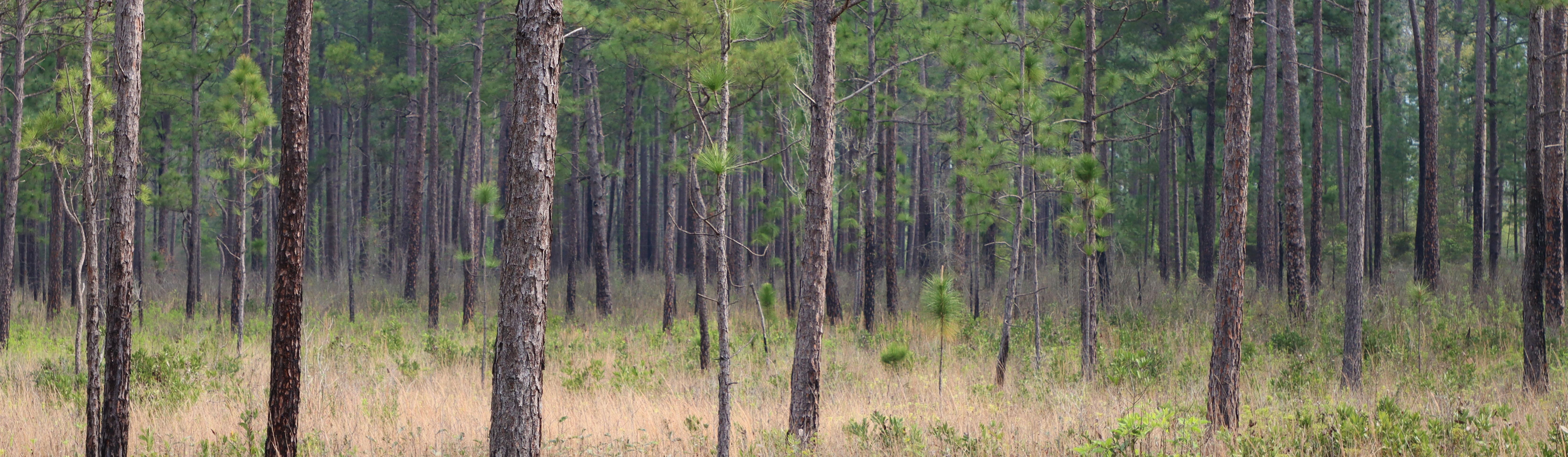Big Thicket National Preserve (U.S. National Park Service)