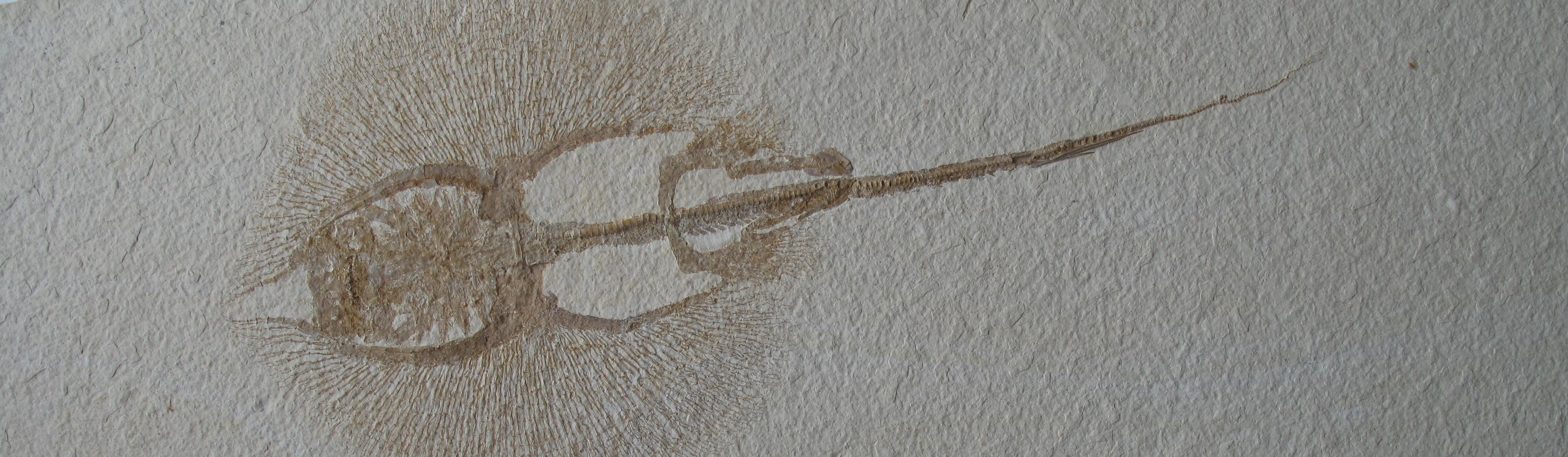 Fossil Butte National Monument (U.S. National Park Service)