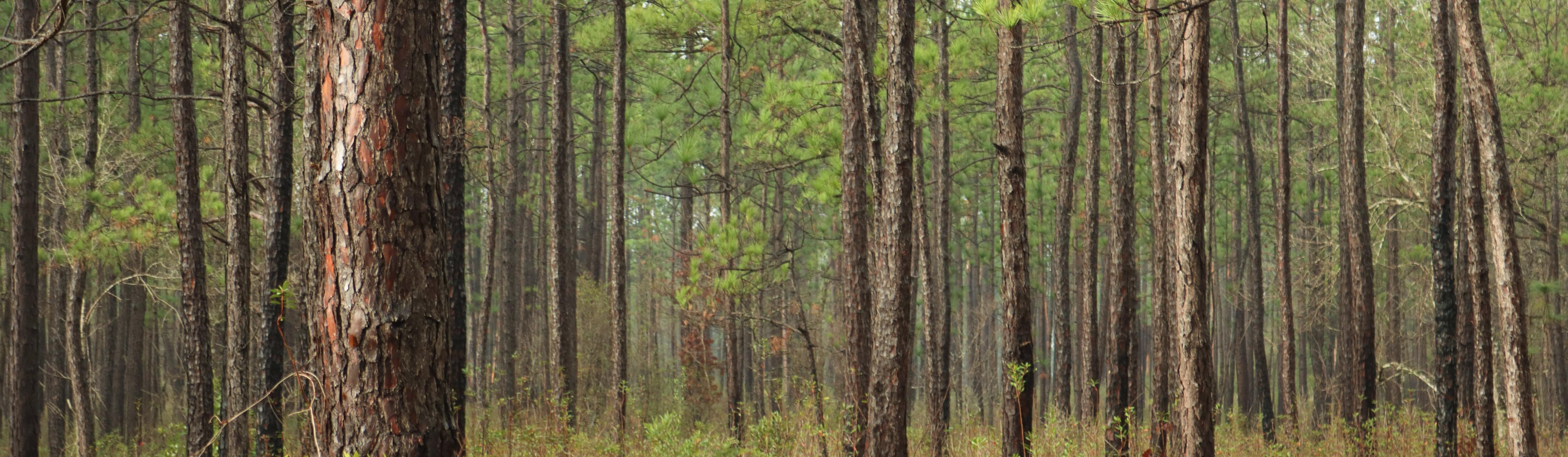 Big Thicket National Preserve (U.S. National Park Service)