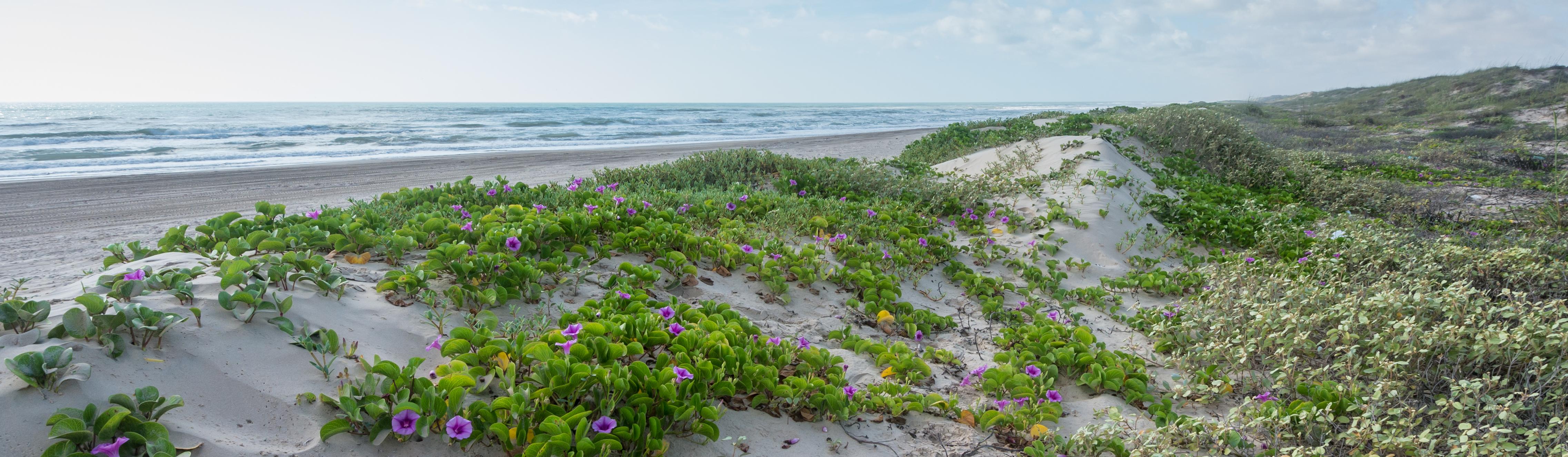 Padre Island National Seashore (U.S. National Park Service)