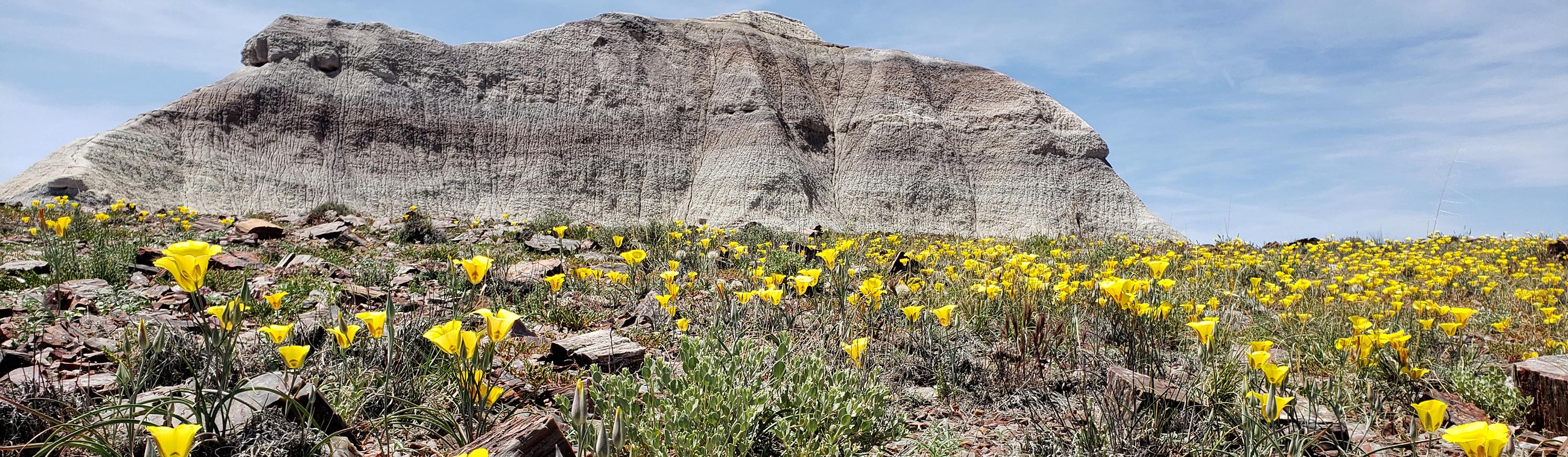 Petrified Forest National Park (U.S. National Park Service)