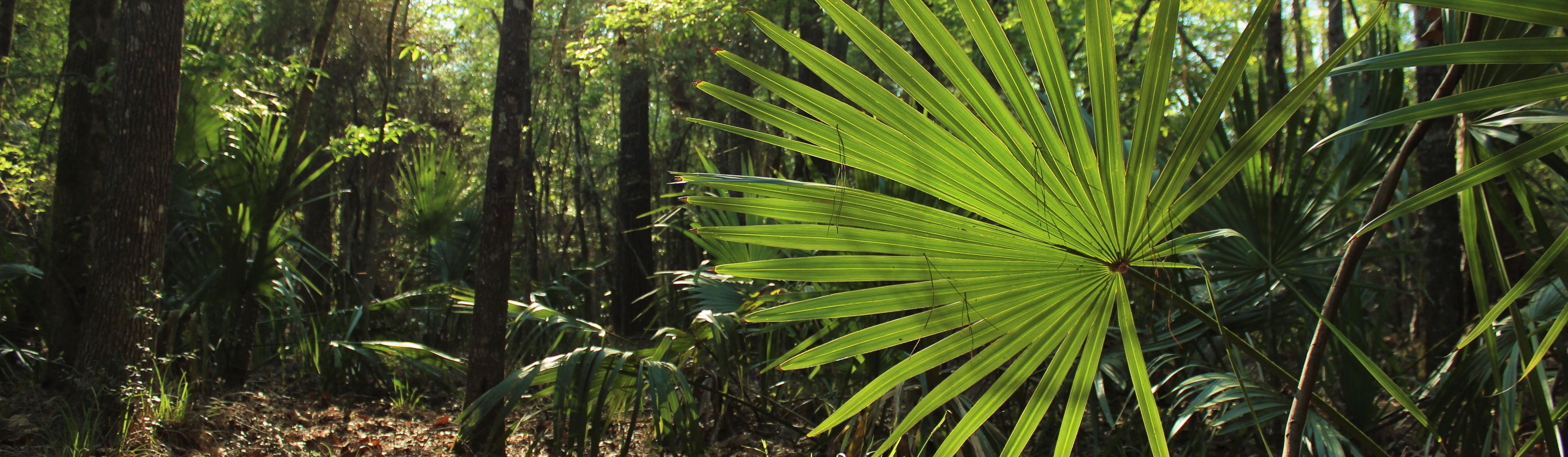 Big Thicket National Preserve (U.S. National Park Service)