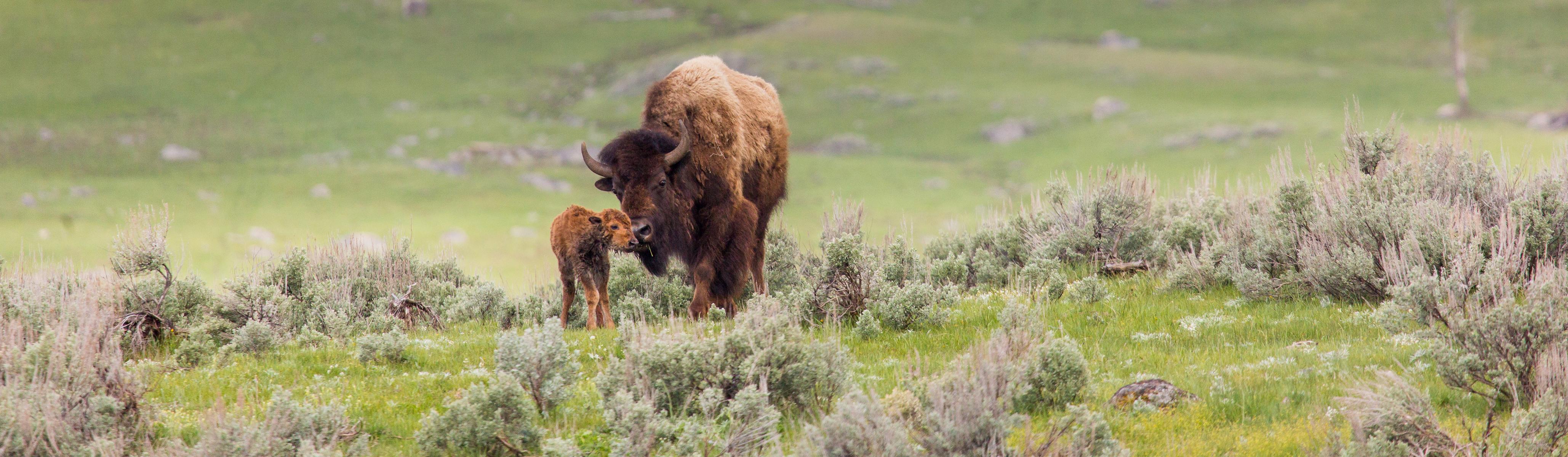 Yellowstone National Park (U.S. National Park Service)