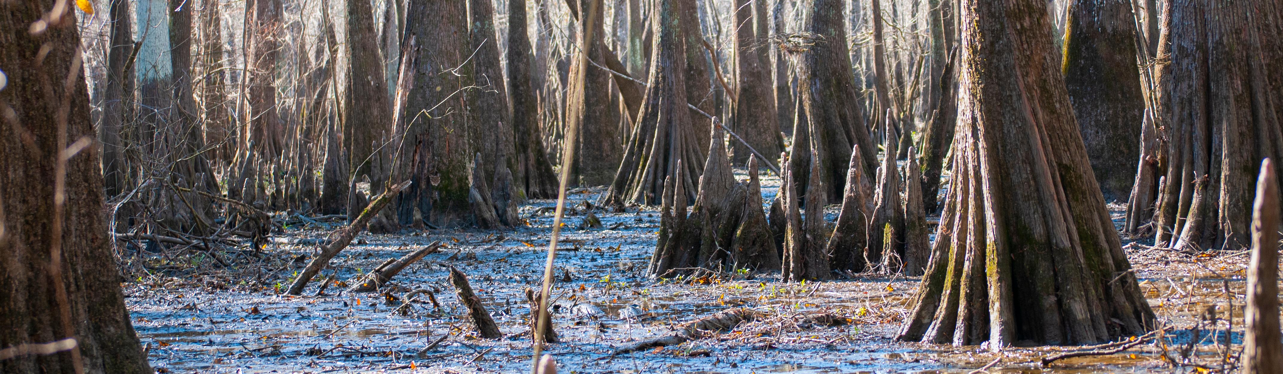 Big Thicket National Preserve (U.S. National Park Service)