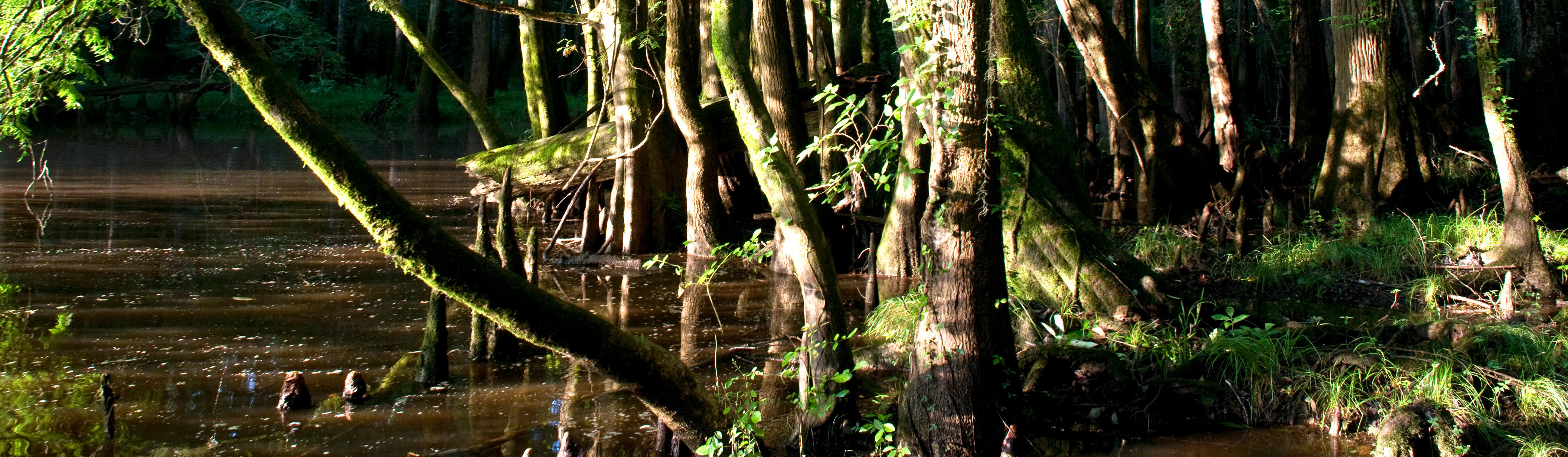 Old-Growth Bottomland Forest RLC (U.S. National Park Service)