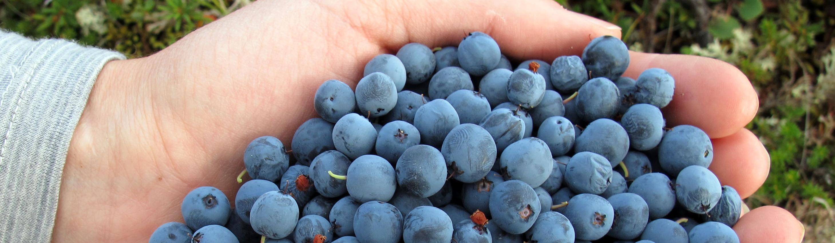 Alaska Subsistence - Region 11 (U.S. National Park Service)