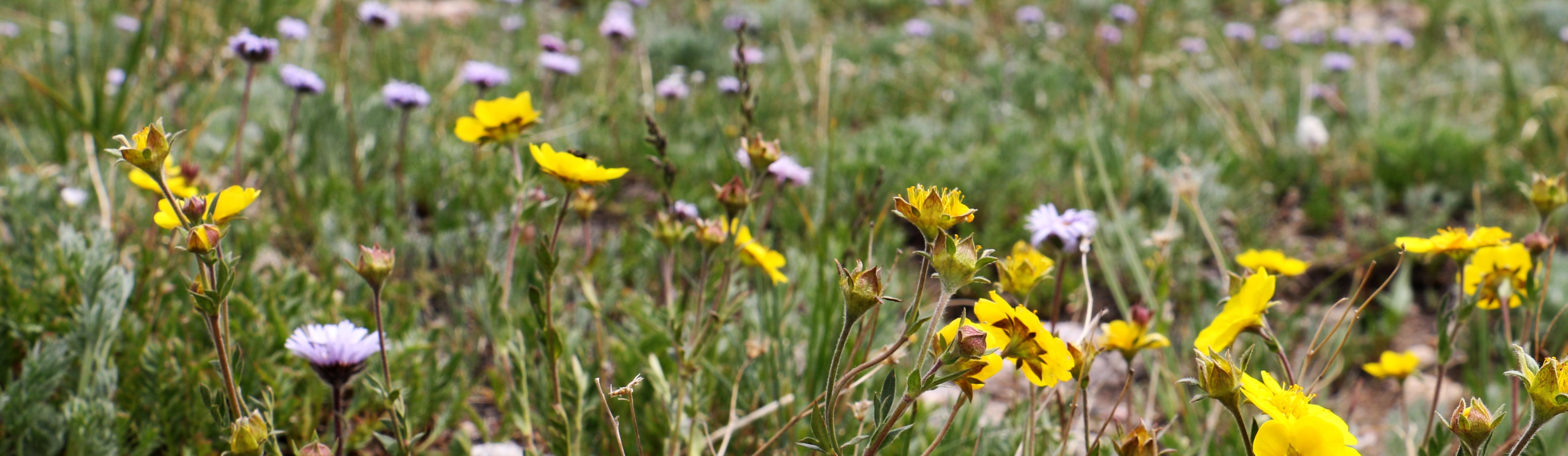 Biological Resources Division (U.S. National Park Service)