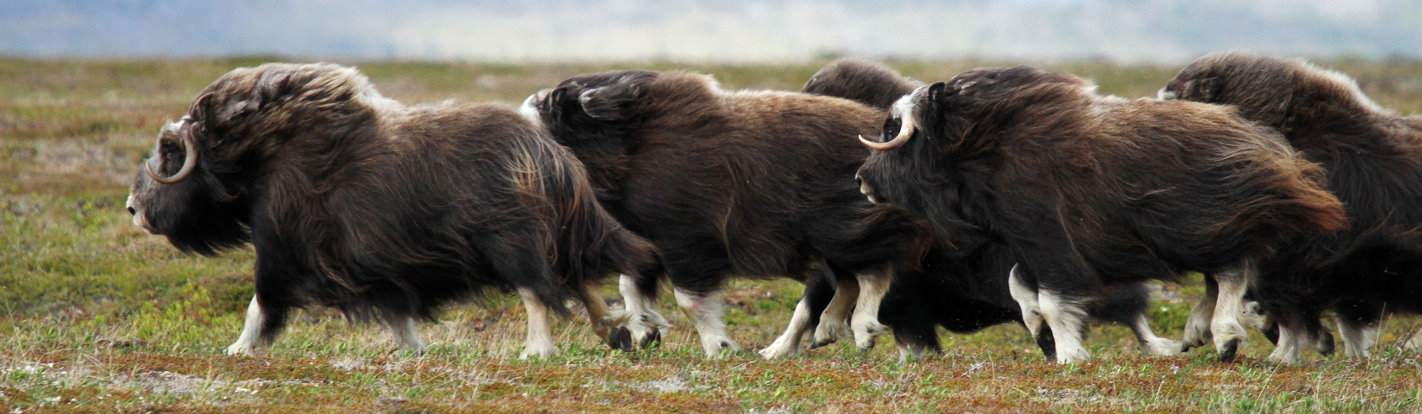 Arctic Inventory & Monitoring Network (U.S. National Park Service)