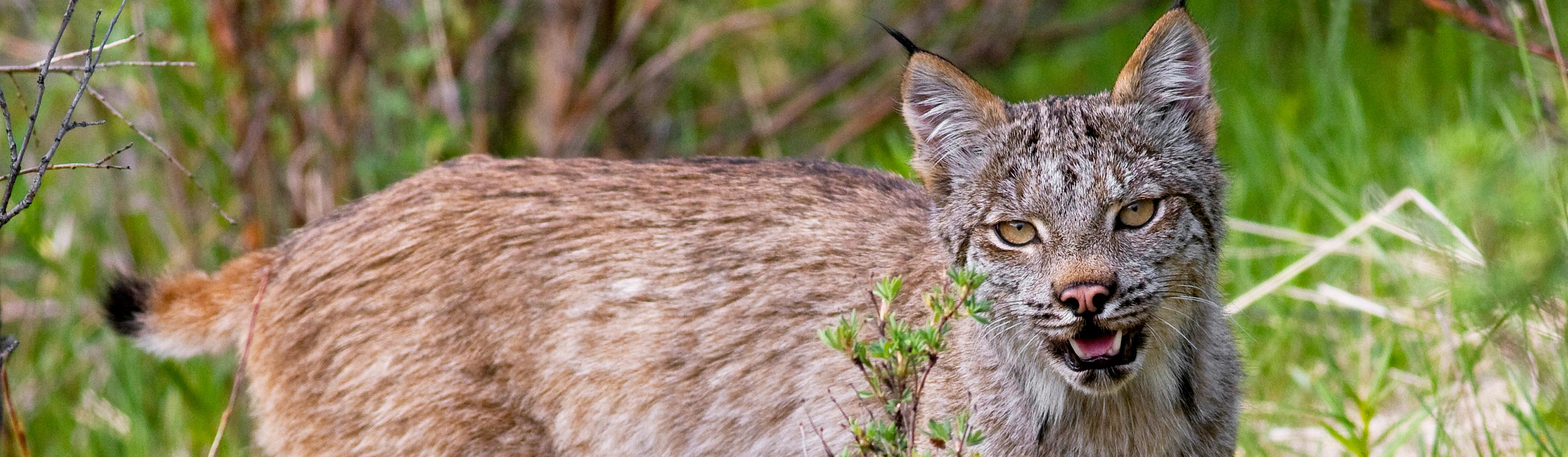 Watching Wildlife (U.S. National Park Service)