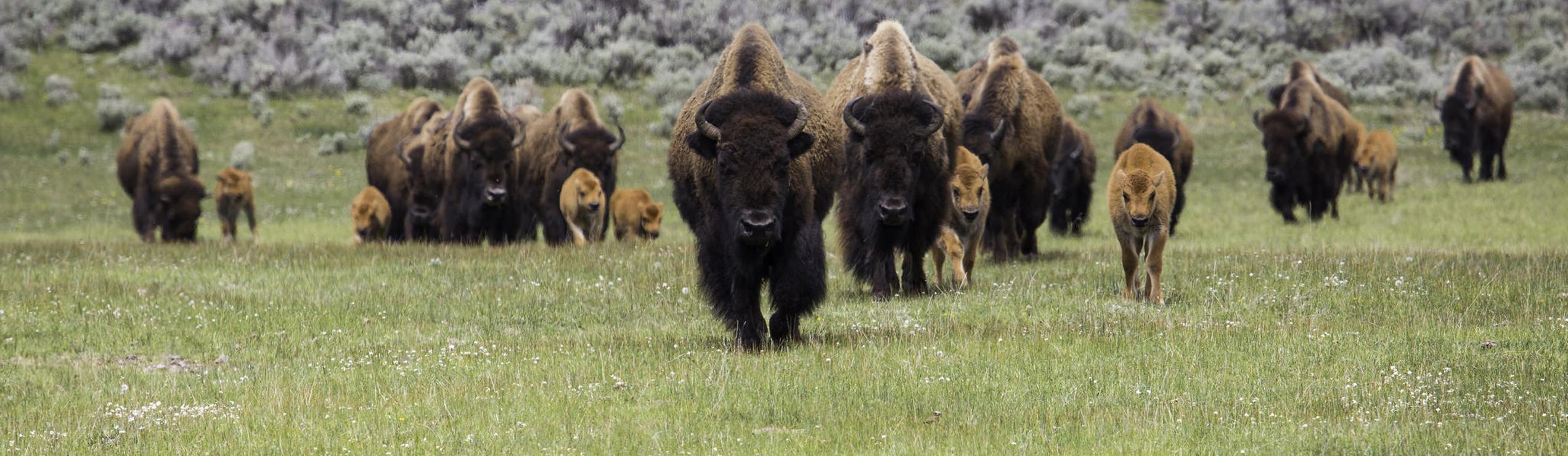 Bison (U.S. National Park Service)