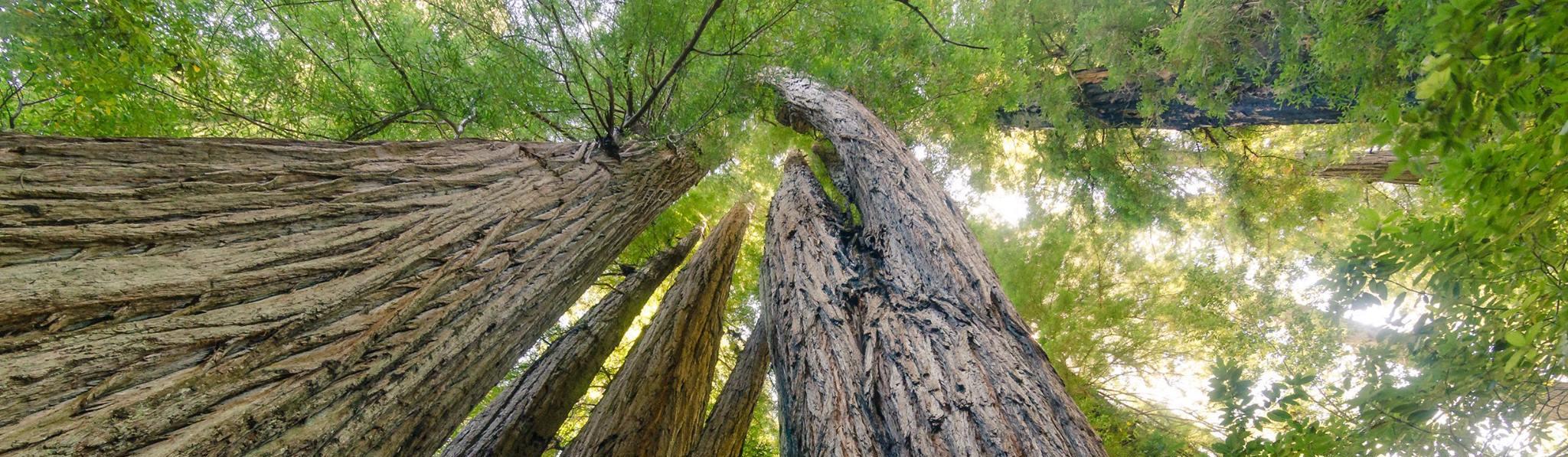 Iconic Trees (U.S. National Park Service)