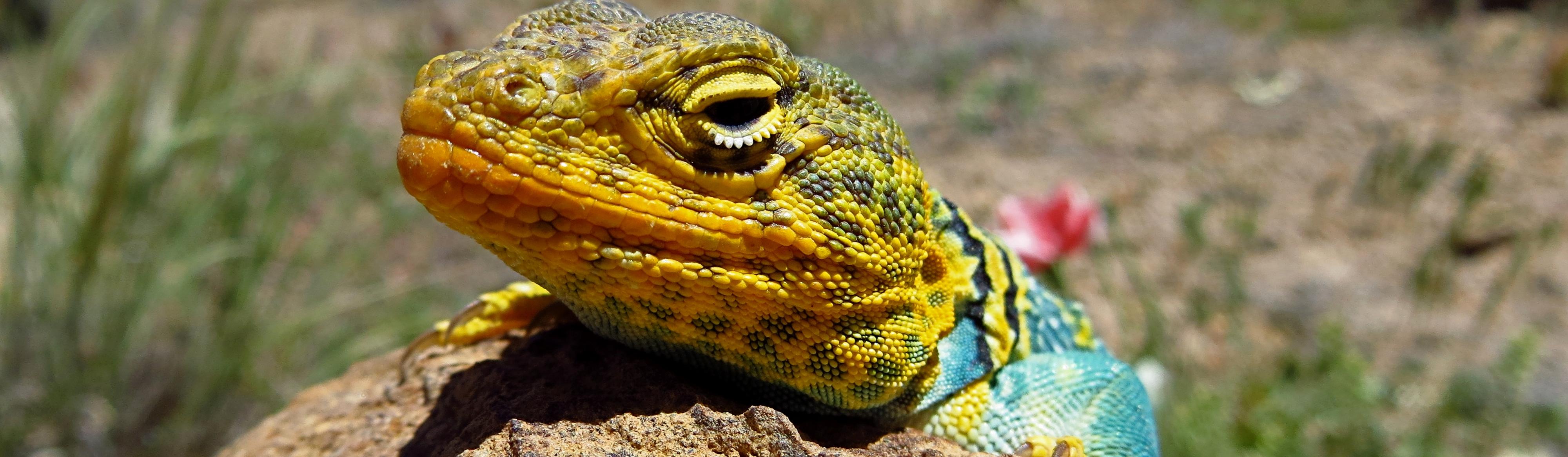 Amphibians & Reptiles (U.S. National Park Service)