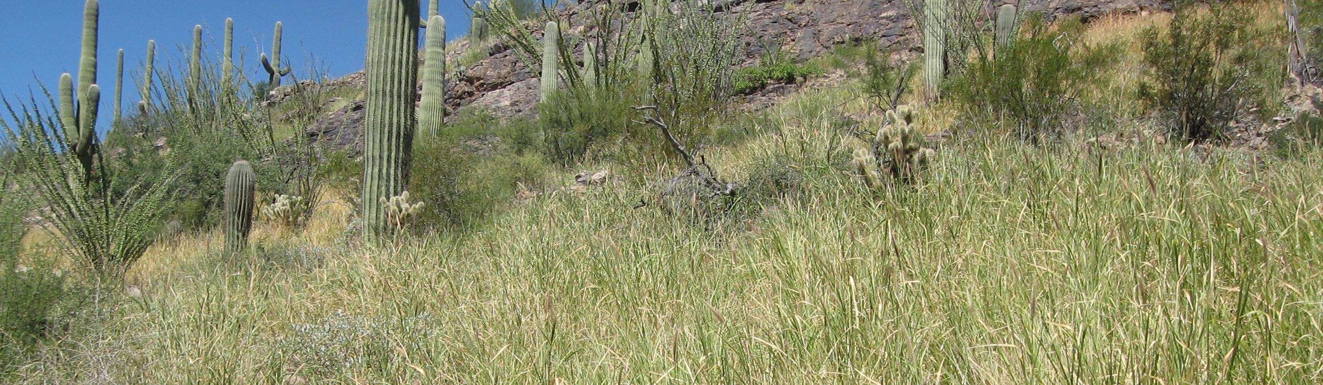 Invasive & Non-Native Species (U.S. National Park Service)