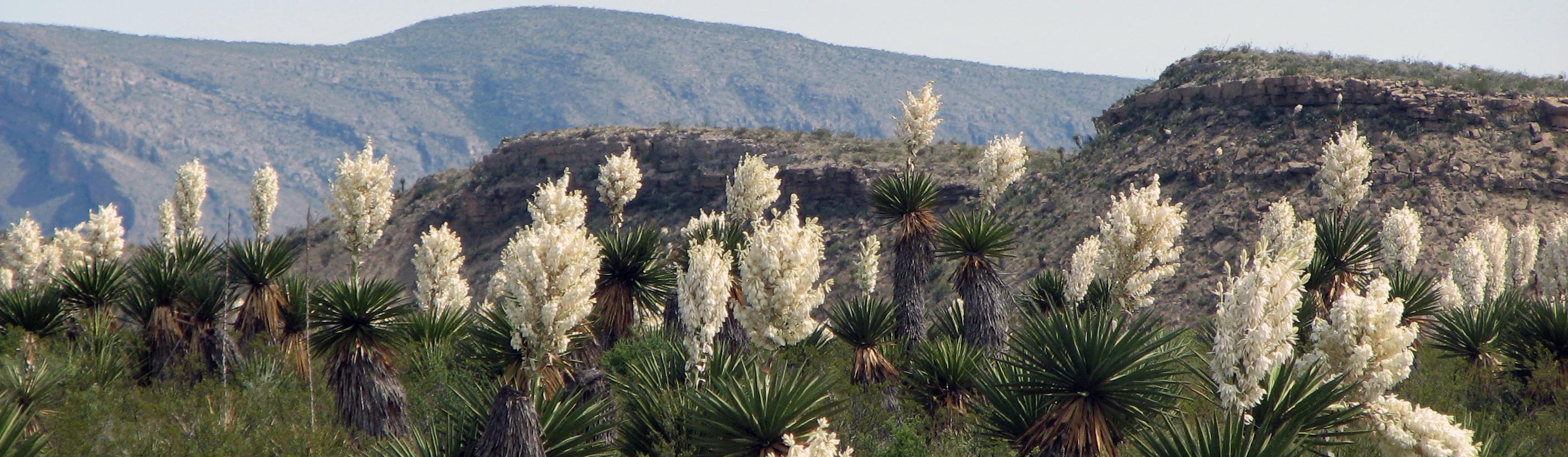 Chihuahuan Desert Inventory & Monitoring Network (U.S. National Park ...
