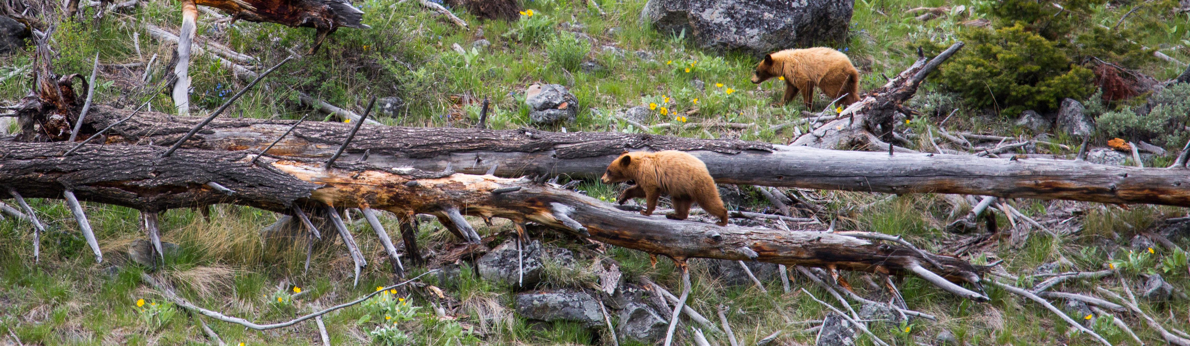 Resource Stewardship & Science Directorate - Regions 6, 7, 8 (U.S ...