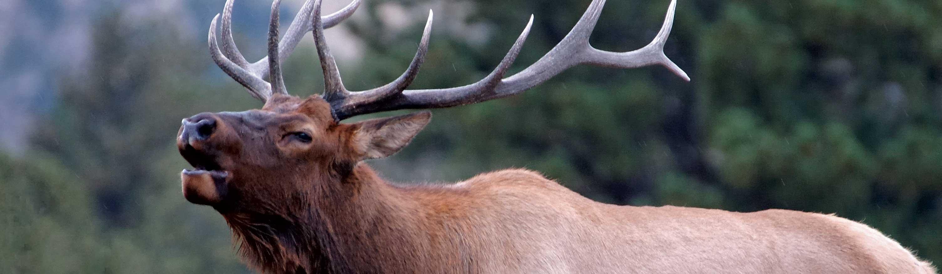 Natural Sounds (U.S. National Park Service)