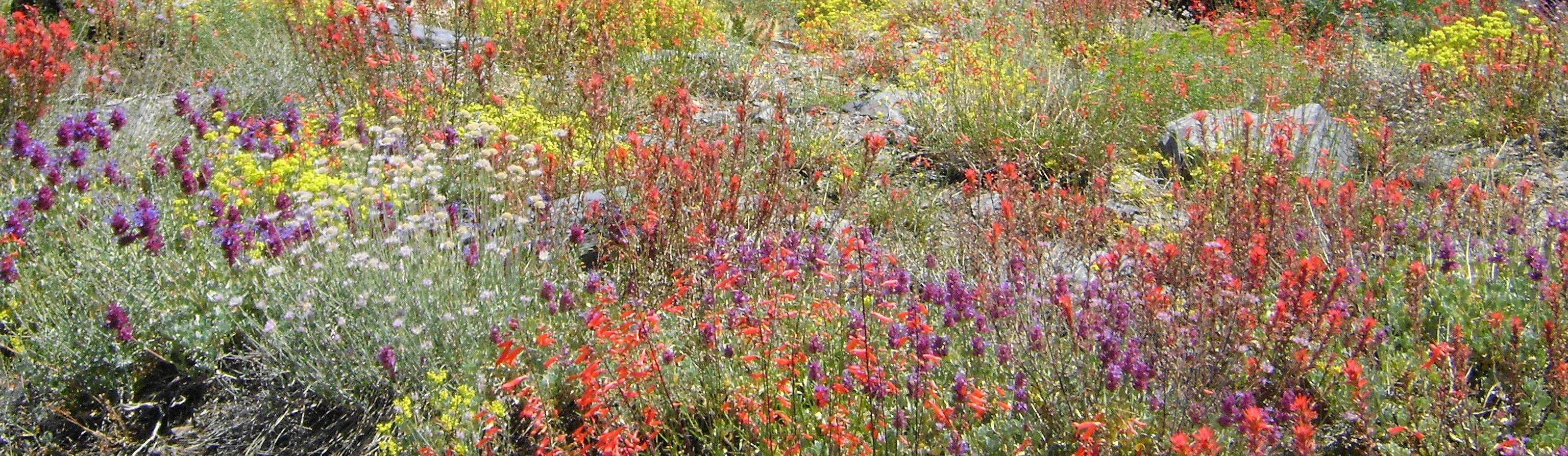 Wildflowers (U.S. National Park Service)