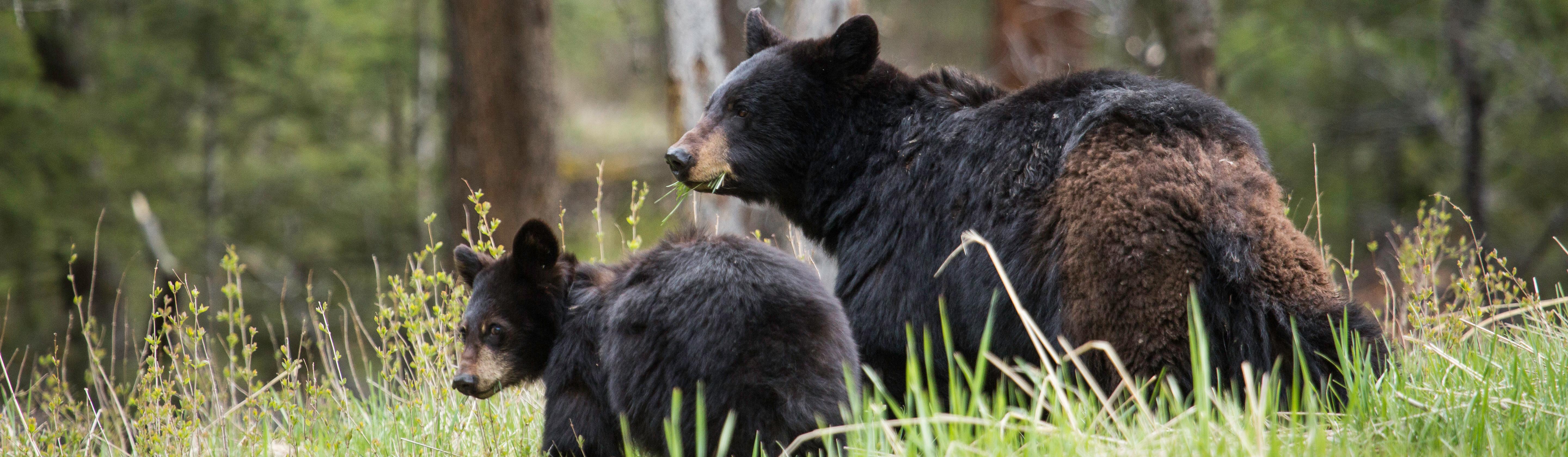 Bears (U.S. National Park Service)