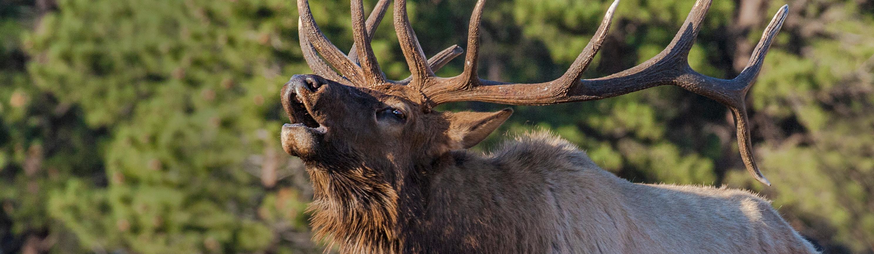 Watching Wildlife (U.S. National Park Service)