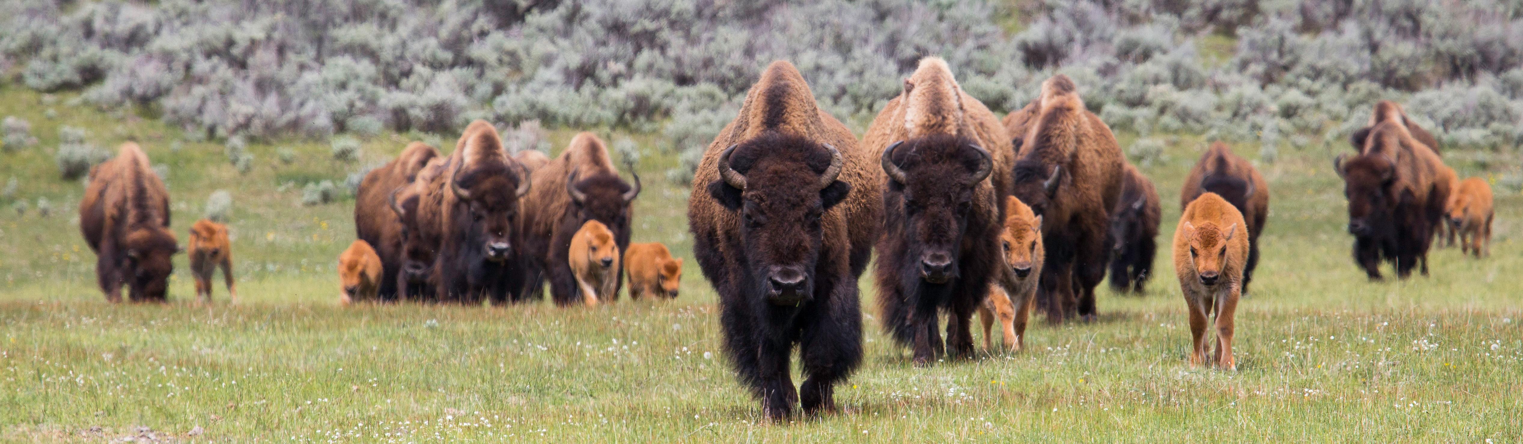 Office of Professional Responsibility (U.S. National Park Service)