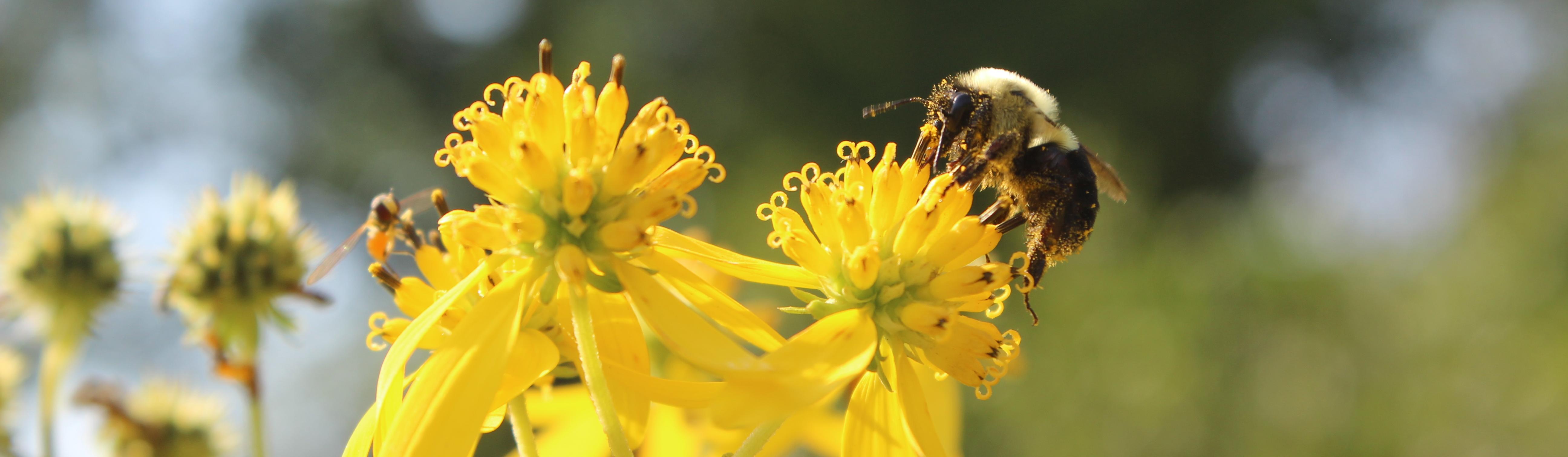 Pollinators (U.S. National Park Service)