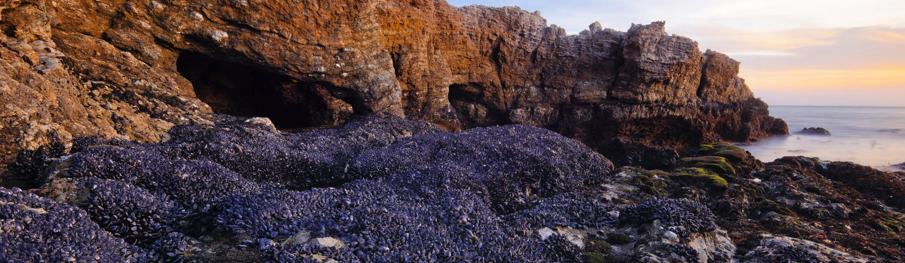 Pacific Coast Science and Learning Center (U.S. National Park Service)