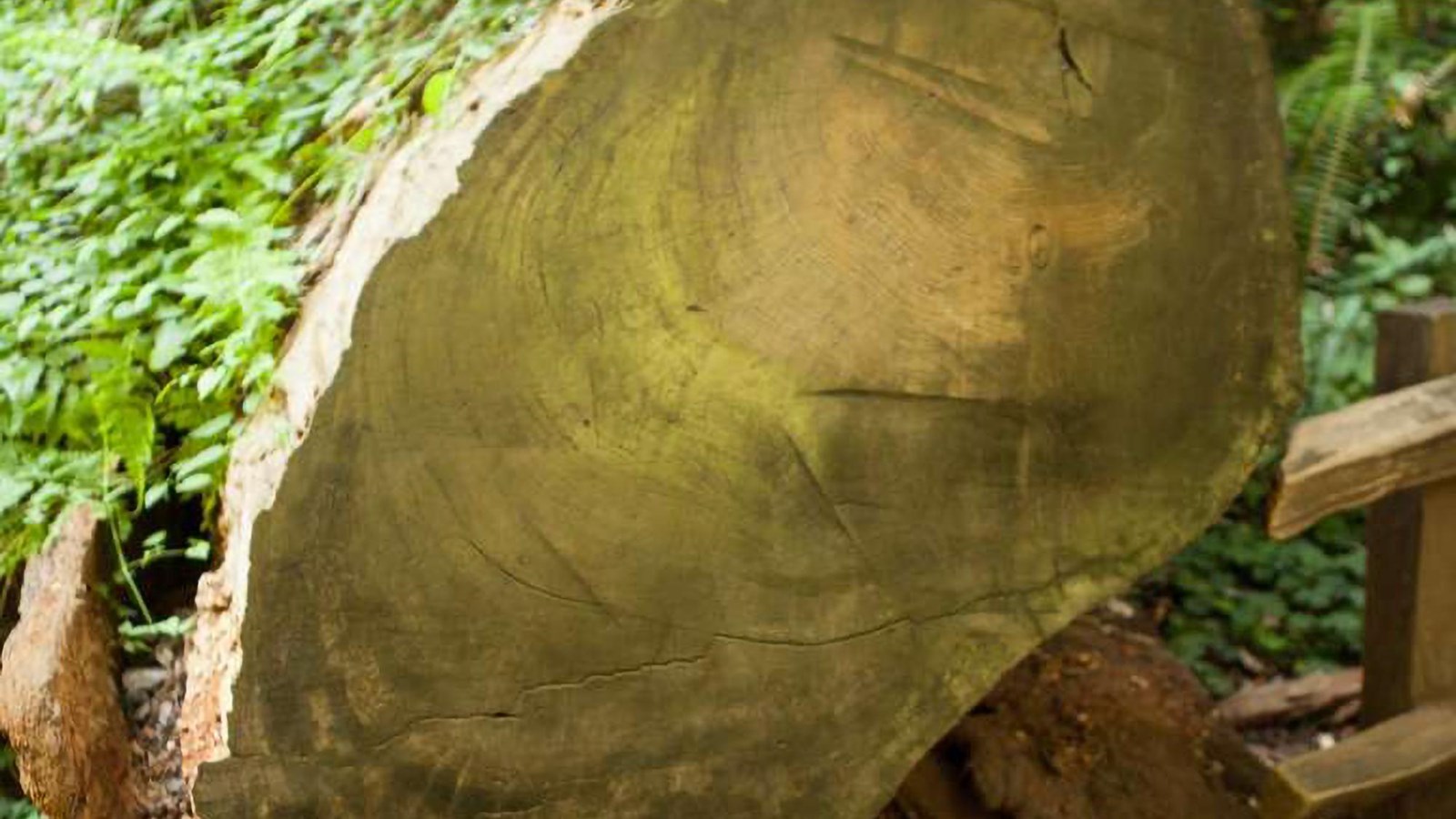 Fallen Log (U.S. National Park Service)