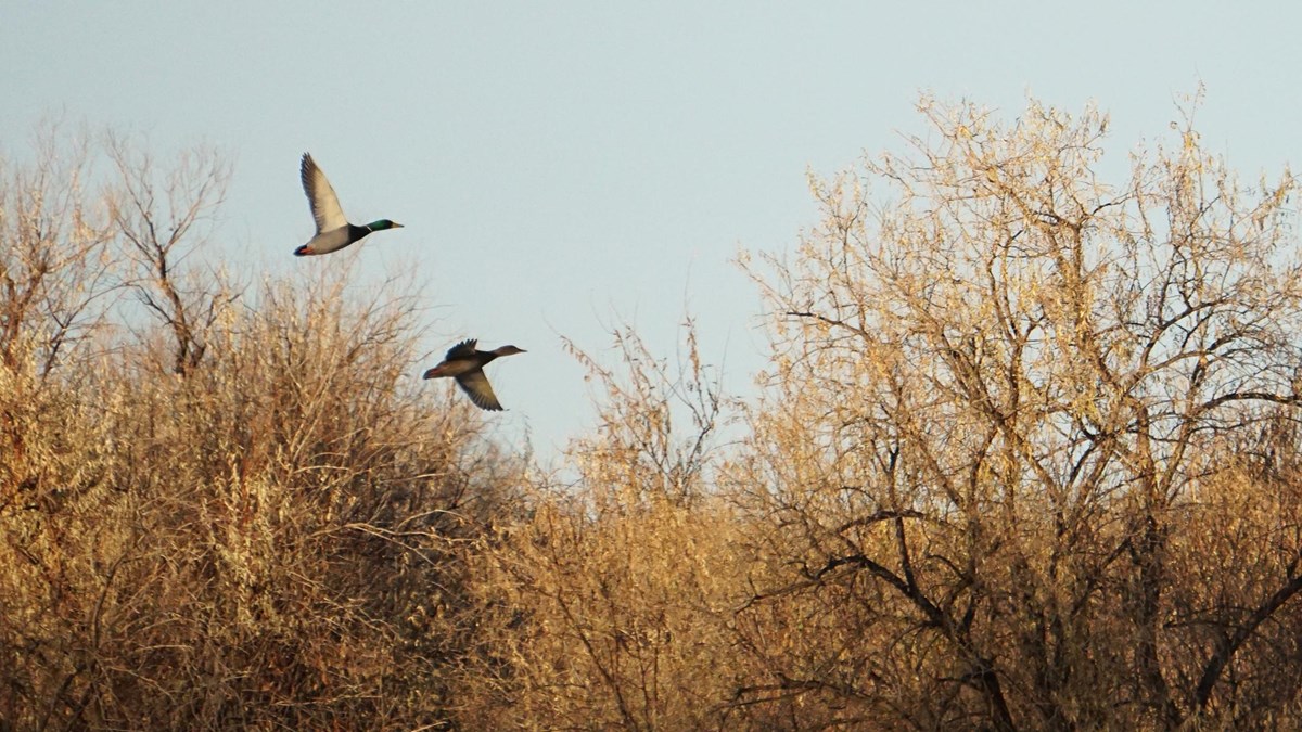 Birding in the Hagerman Valley (U.S. National Park Service)