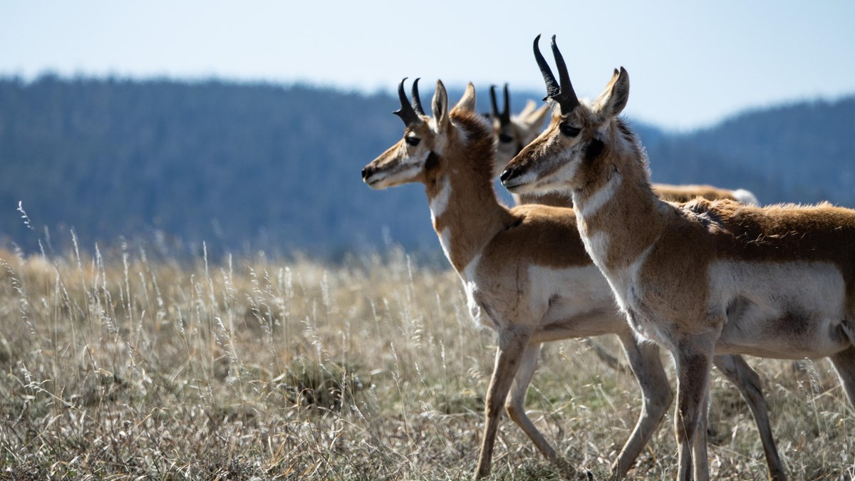 Catch a glimpse of the fast Pronghorn gliding through the Hills (U.S ...