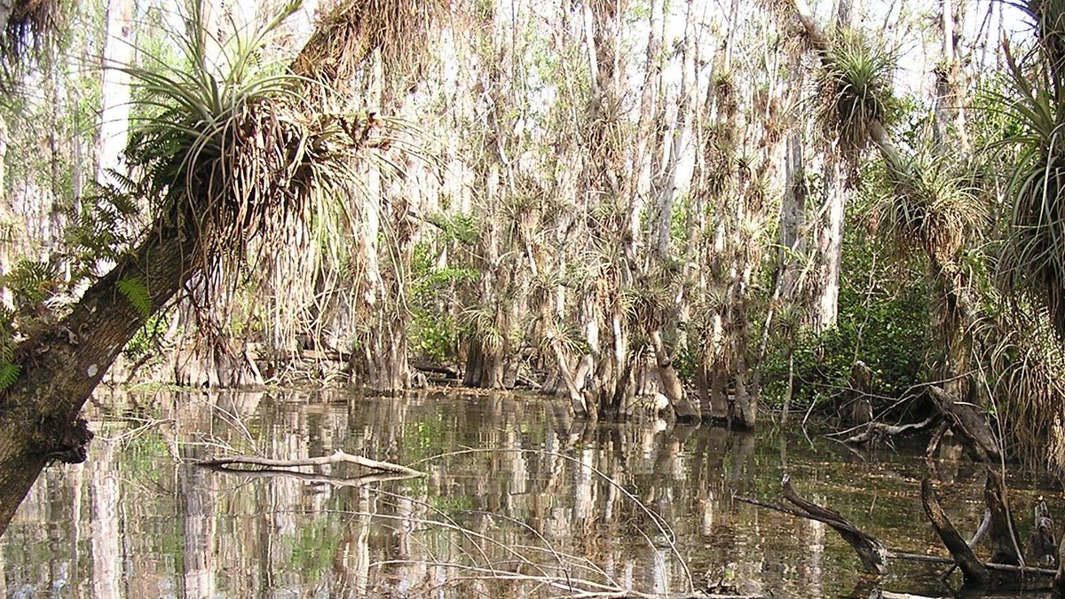 Gator Hook Trail (U.S. National Park Service)