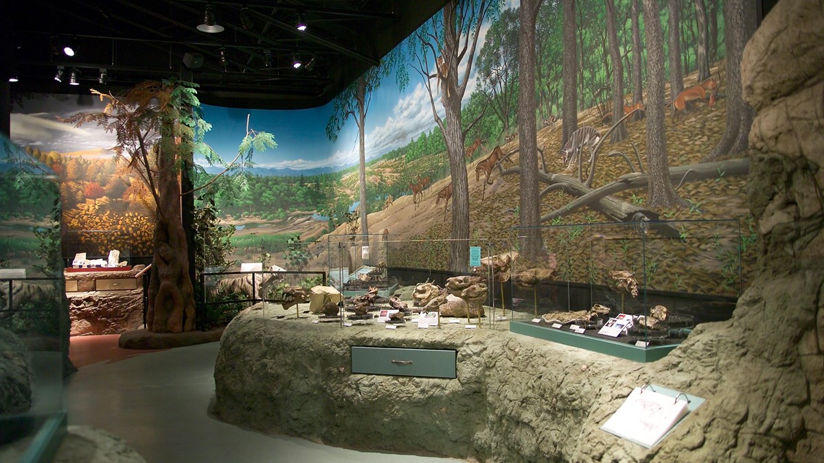 Fossil Gallery (U.S. National Park Service)