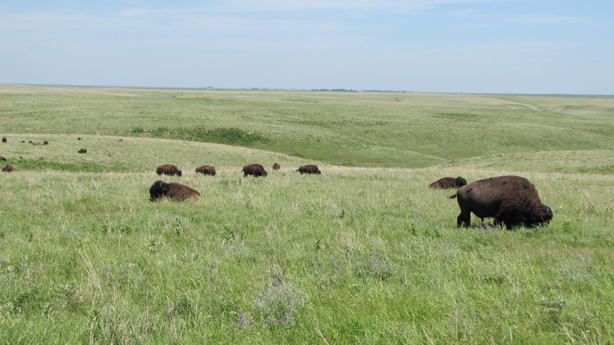 Bison viewing on the Scenic Overlook Trail (U.S. National Park Service)