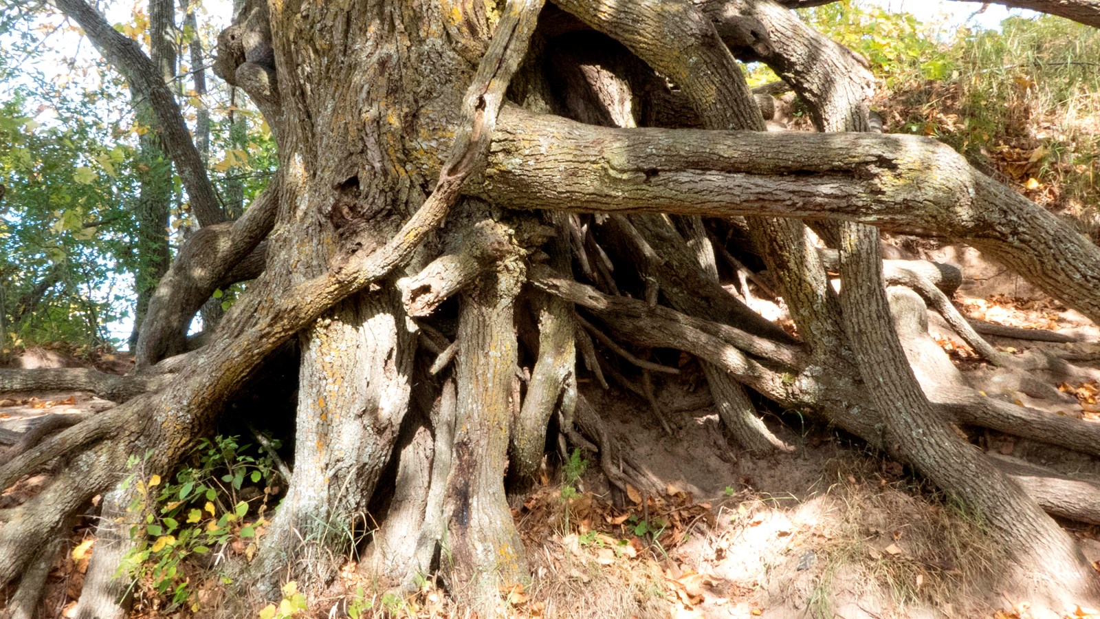PSSD Dune Ecology / Basswood Tree (U.S. National Park Service)