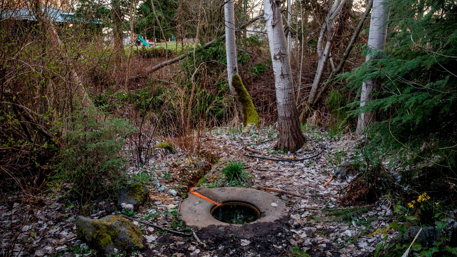 Licton Springs Park (U.S. National Park Service)