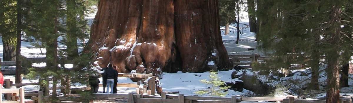 See the General Sherman Tree in Snow (U.S. National Park Service)