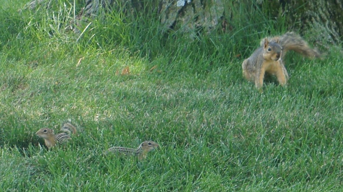 Wildlife Watching in the MNRR (U.S. National Park Service)