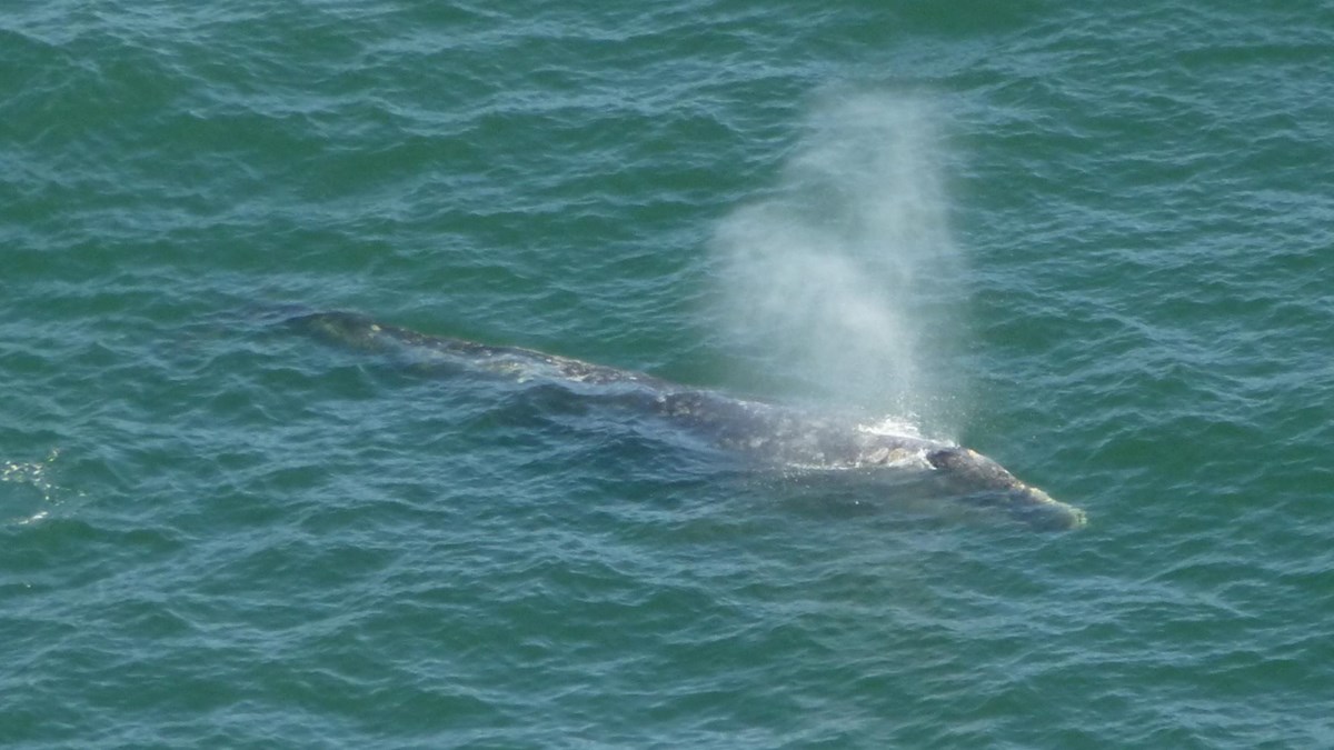 Whale Watching at Point Reyes National Seashore (U.S. National Park ...