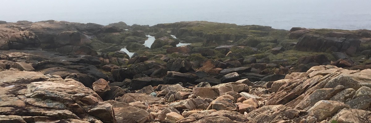 Tidepooling at Ship Harbor (U.S. National Park Service)