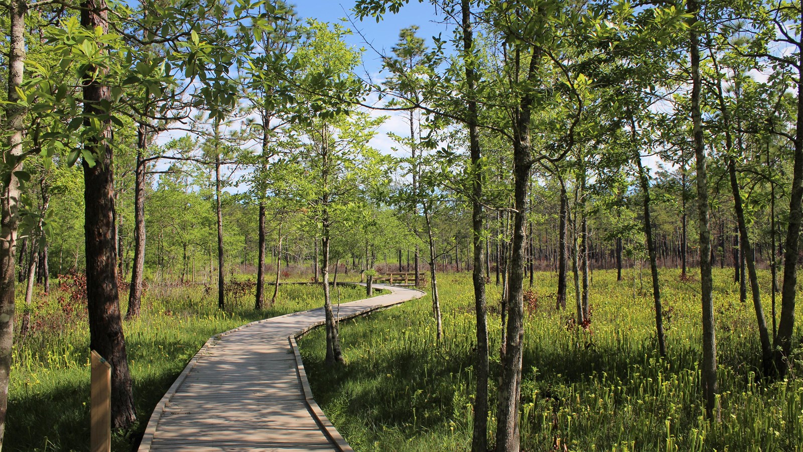 Pitcher Plant Trail (U.S. National Park Service)