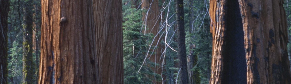 Explore a Hidden Sequoia Grove (U.S. National Park Service)