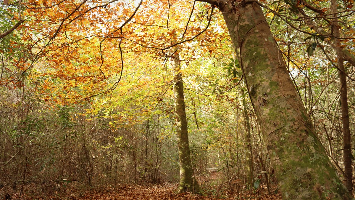 Hike the Beech Woods Trail (U.S. National Park Service)