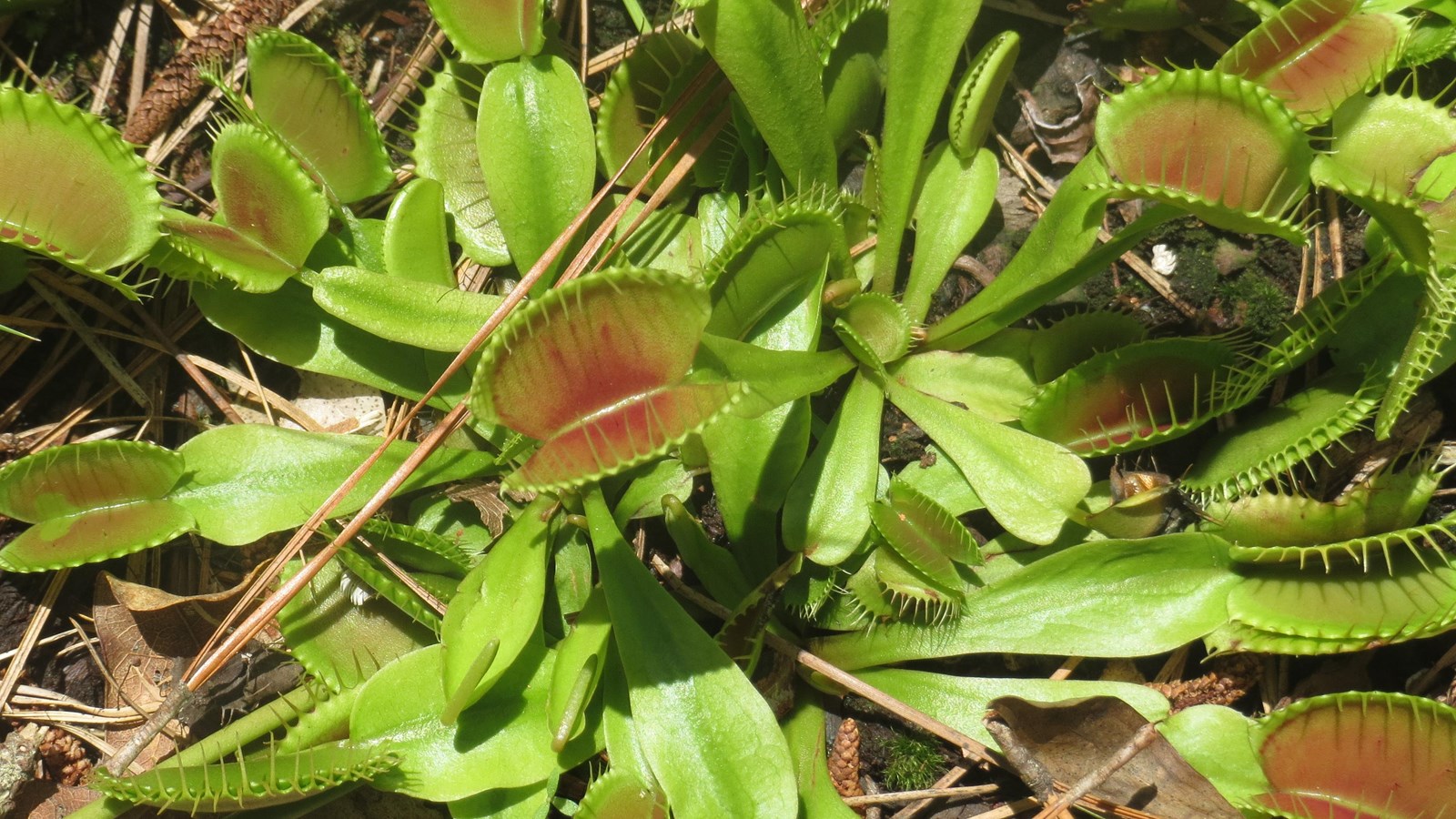 Venus Fly Trap Planter (U.S. National Park Service)