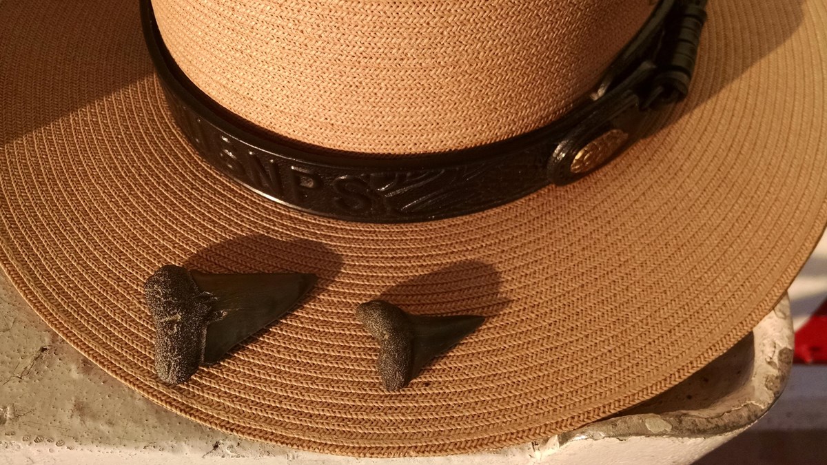 Become a Jr. Ranger (U.S. National Park Service)