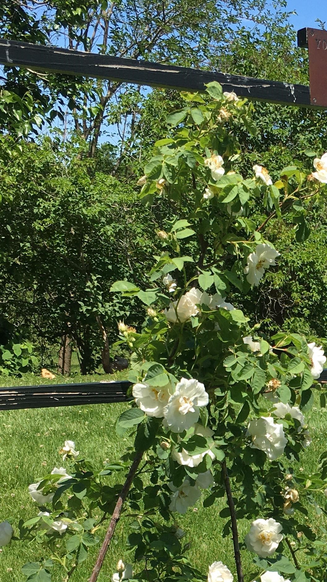 White Rose Flower Garden