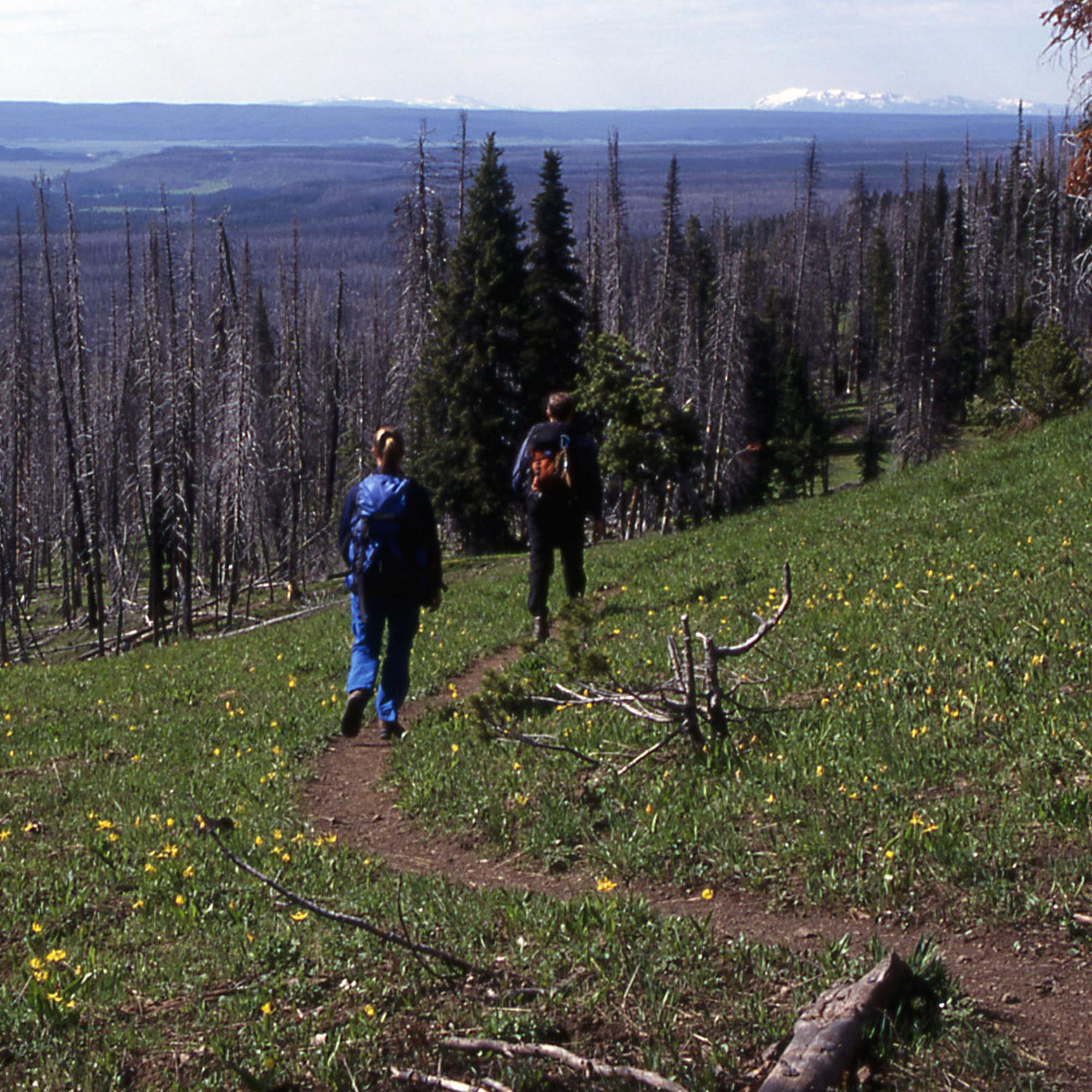 Unveiling the Splendor of Observation Peak: A Yellowstone Adventure ...