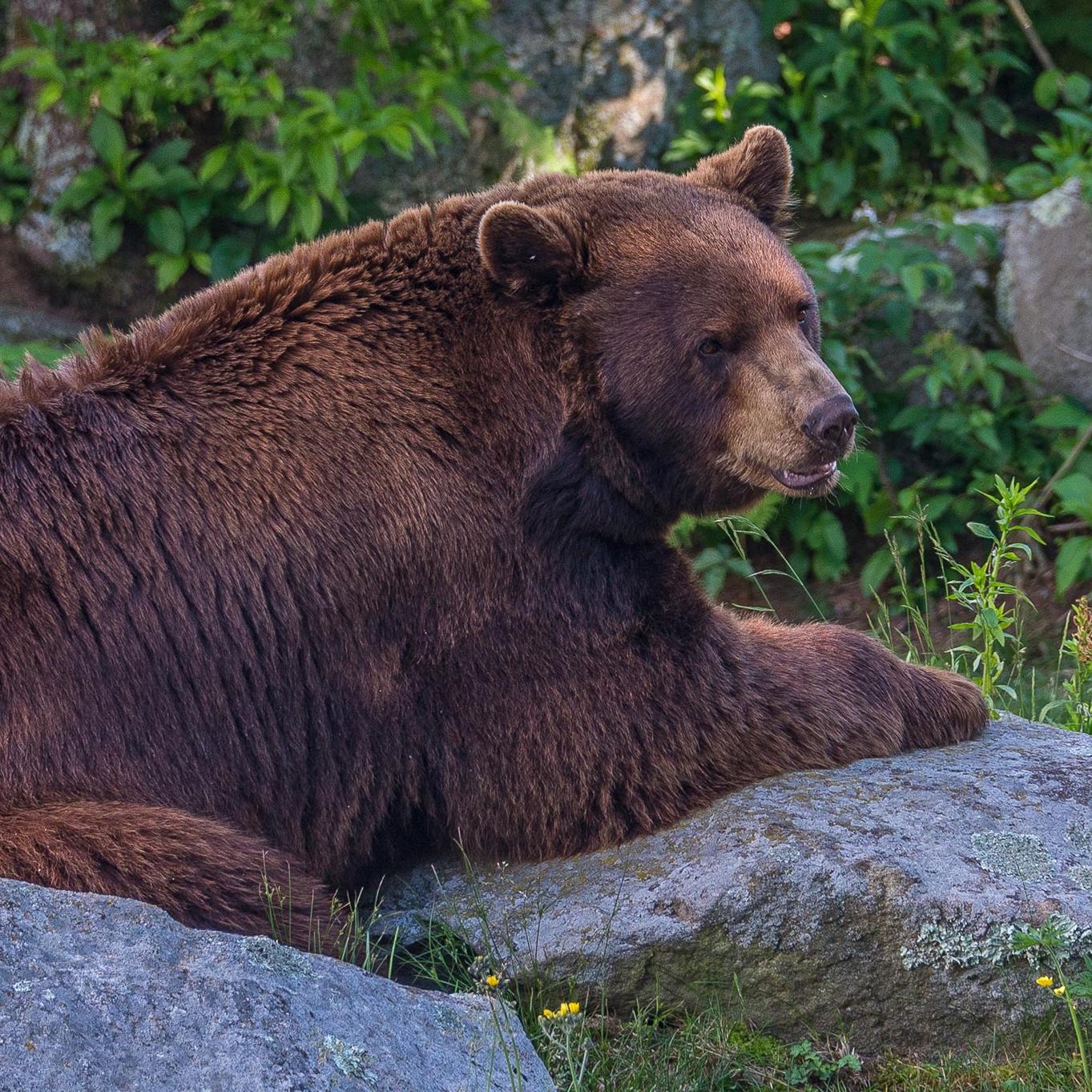 Save A Bear’s Life on the Blue Ridge Parkway – MustDoThings.com