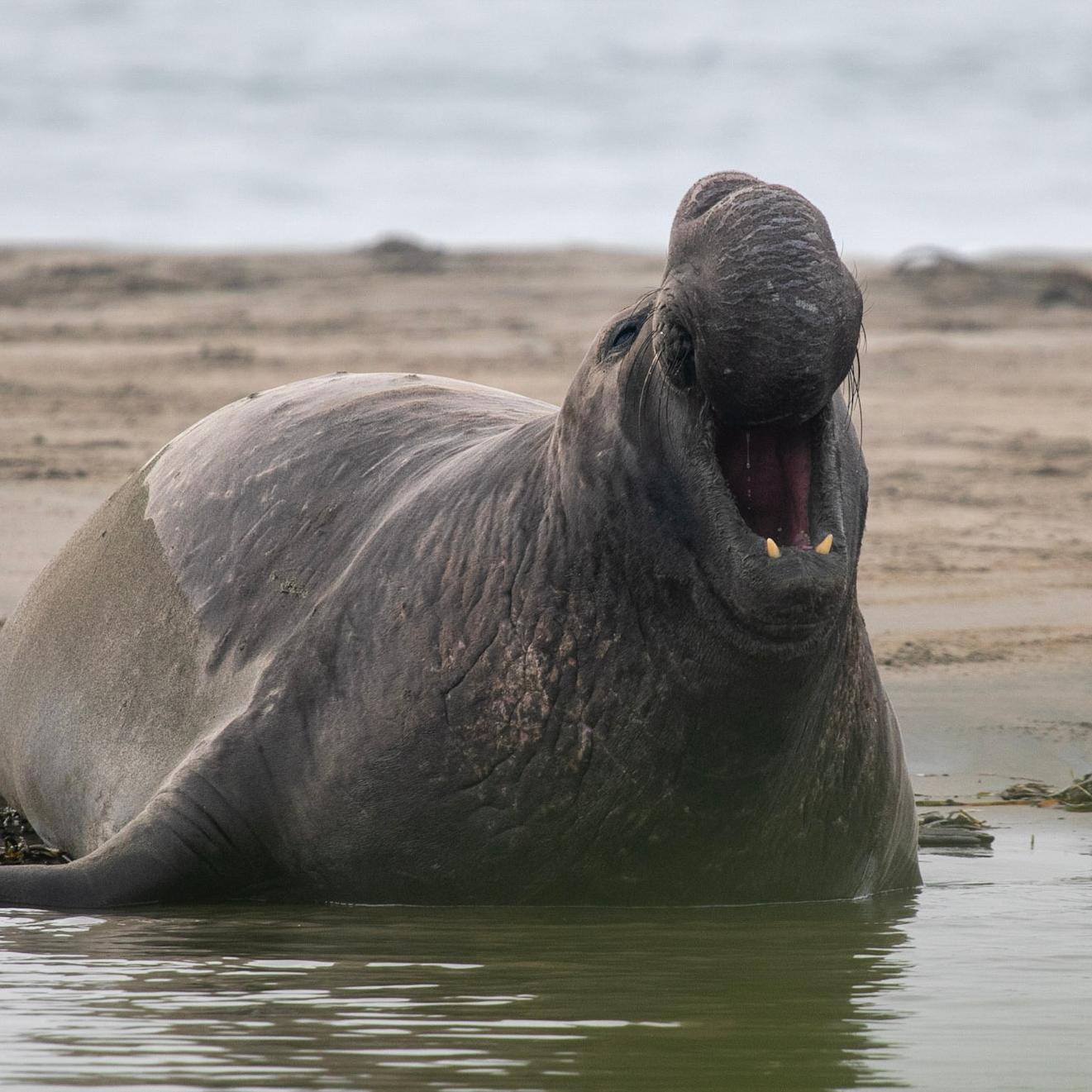Discover Elephant Seals at Point Reyes National Seashore – MustDoThings.com