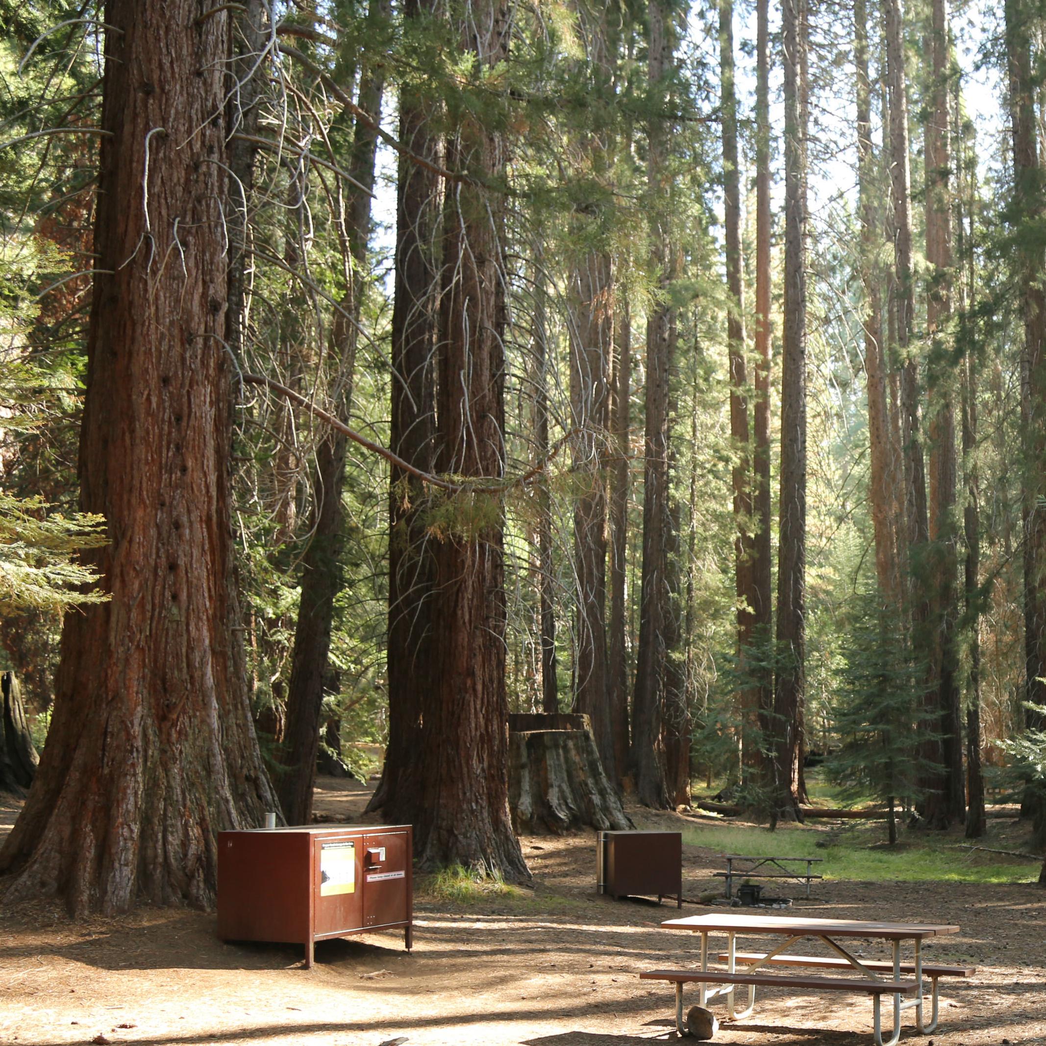 Sleep under Secluded Sequoias at Mineral King – MustDoThings.com